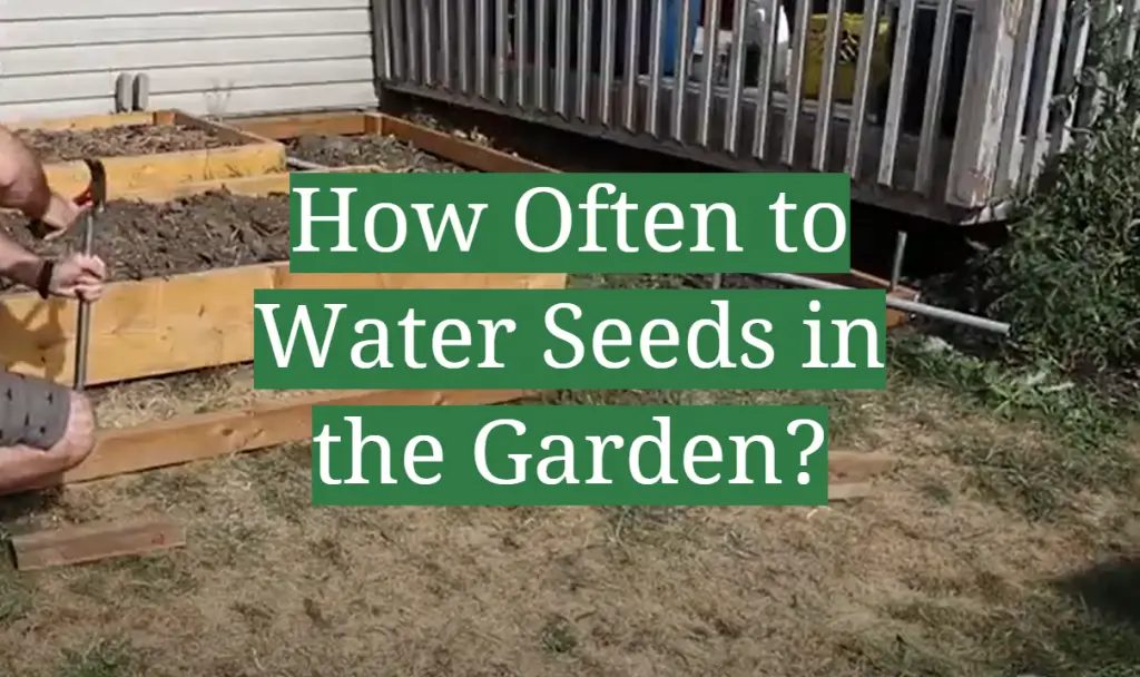 How Often to Water Seeds in the Garden? - GardenProfy