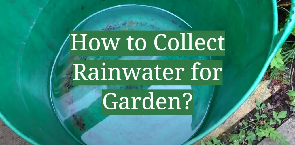 How to Collect Rainwater for Garden? - GardenProfy