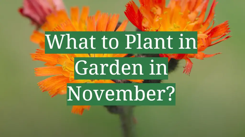 What to Plant in Garden in November? - GardenProfy