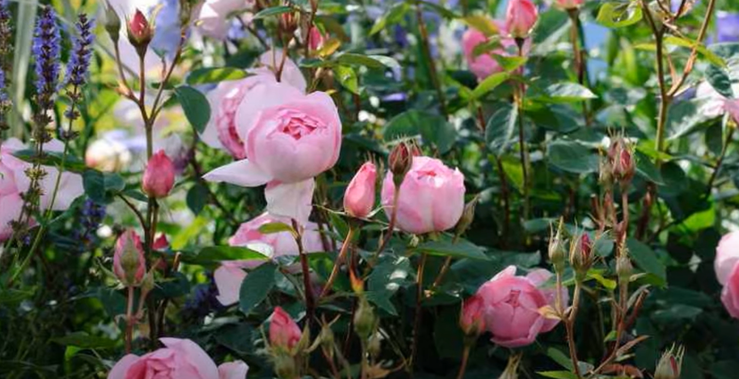 How to Design a Rose Garden? - GardenProfy