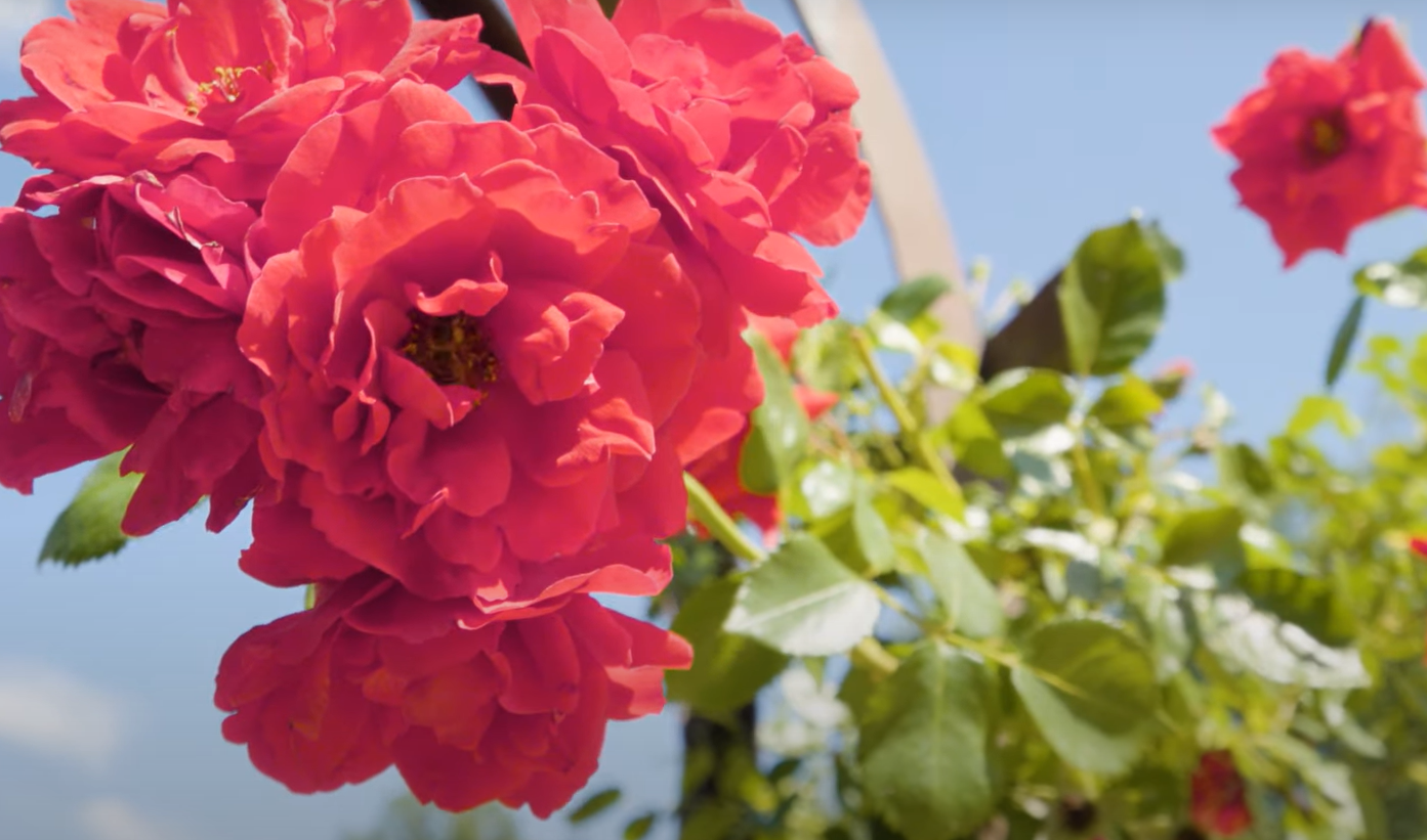 How to Design a Rose Garden? - GardenProfy