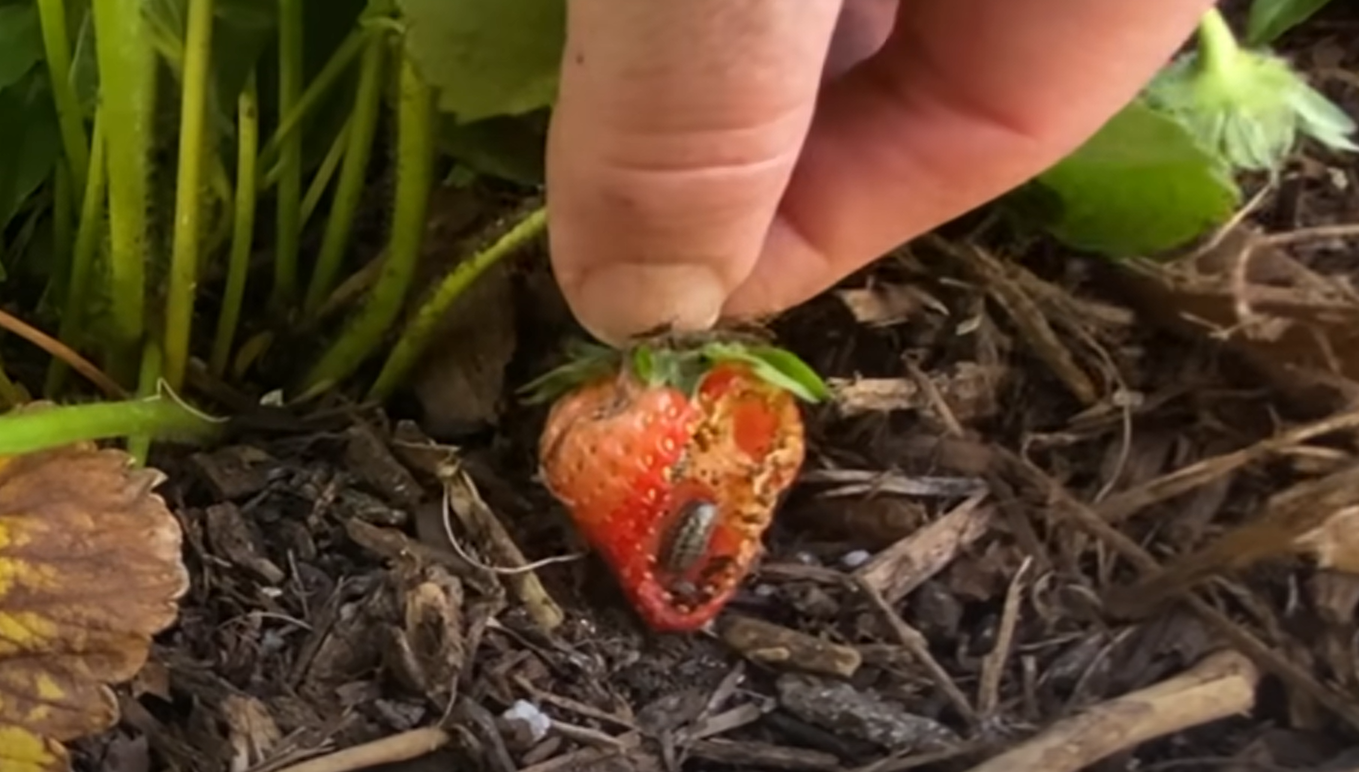 What Animals Eat Strawberries In The Garden Gardenprofy