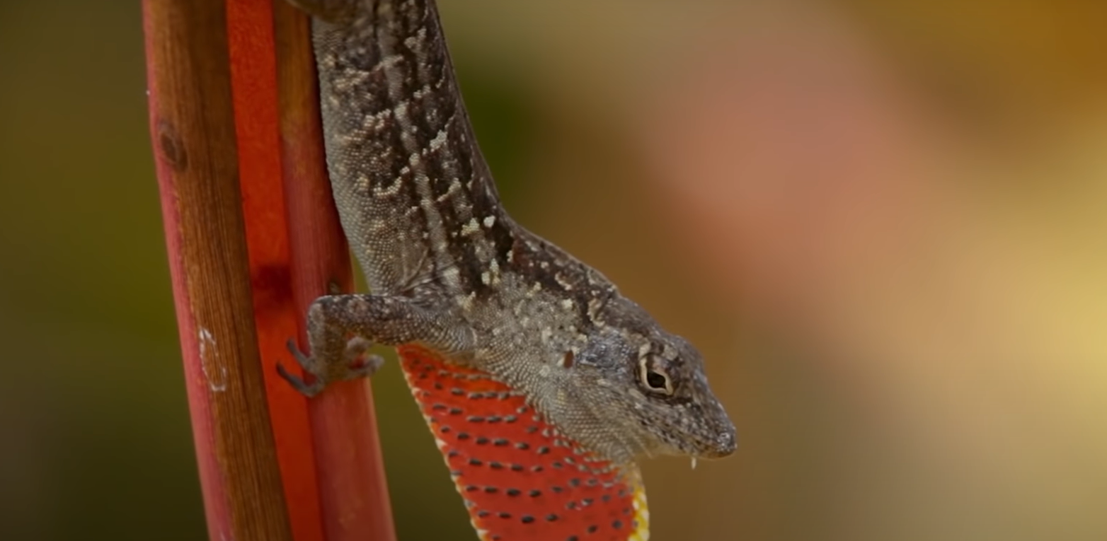 What Do Lizards Eat in the Garden? - GardenProfy