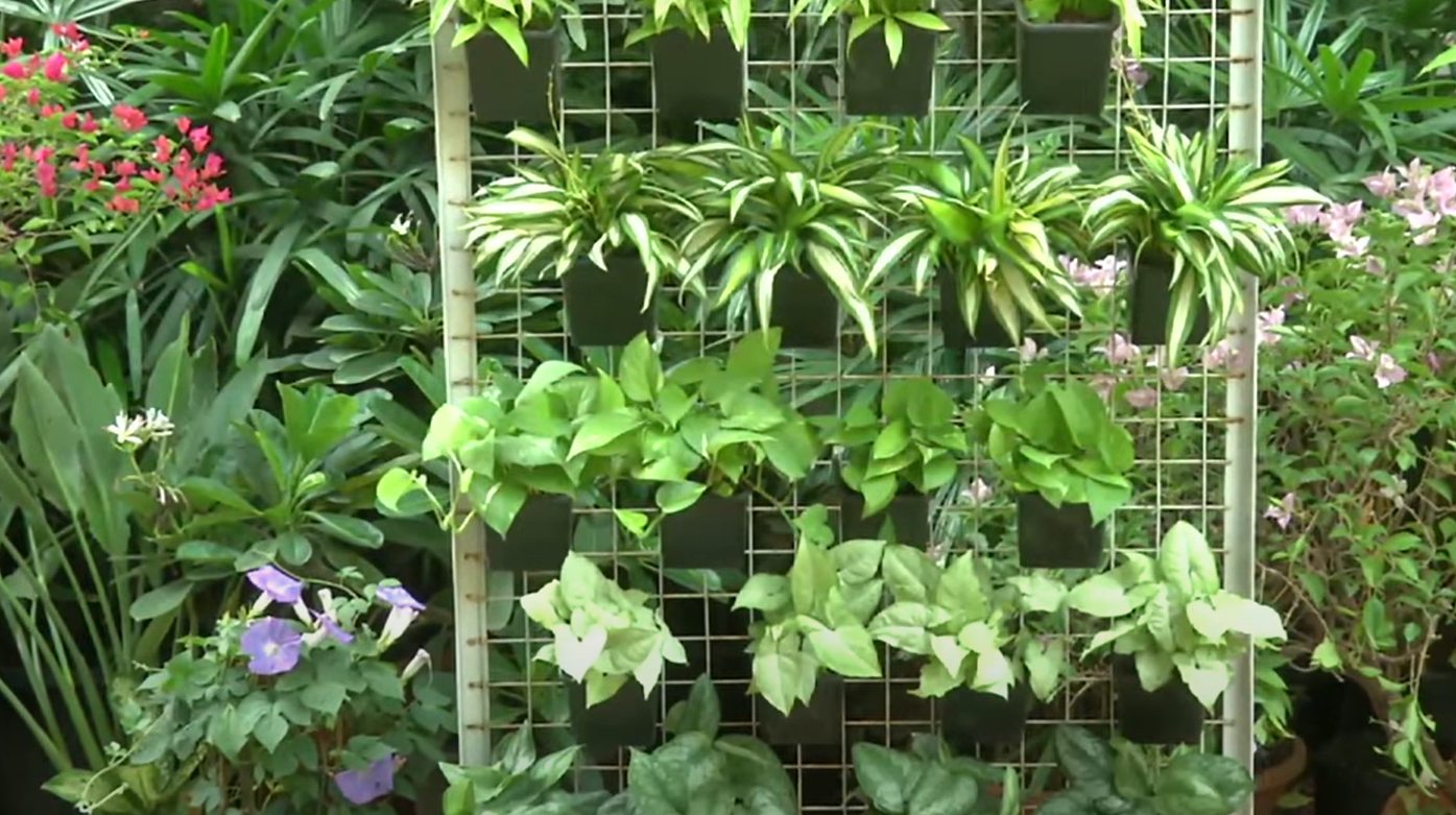 What Is a Vertical Gardening? - GardenProfy