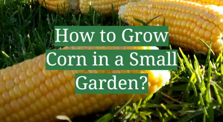How to Grow Corn in a Small Garden? - GardenProfy