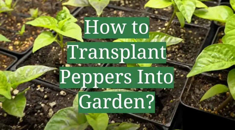 How to Transplant Peppers Into Garden? - GardenProfy