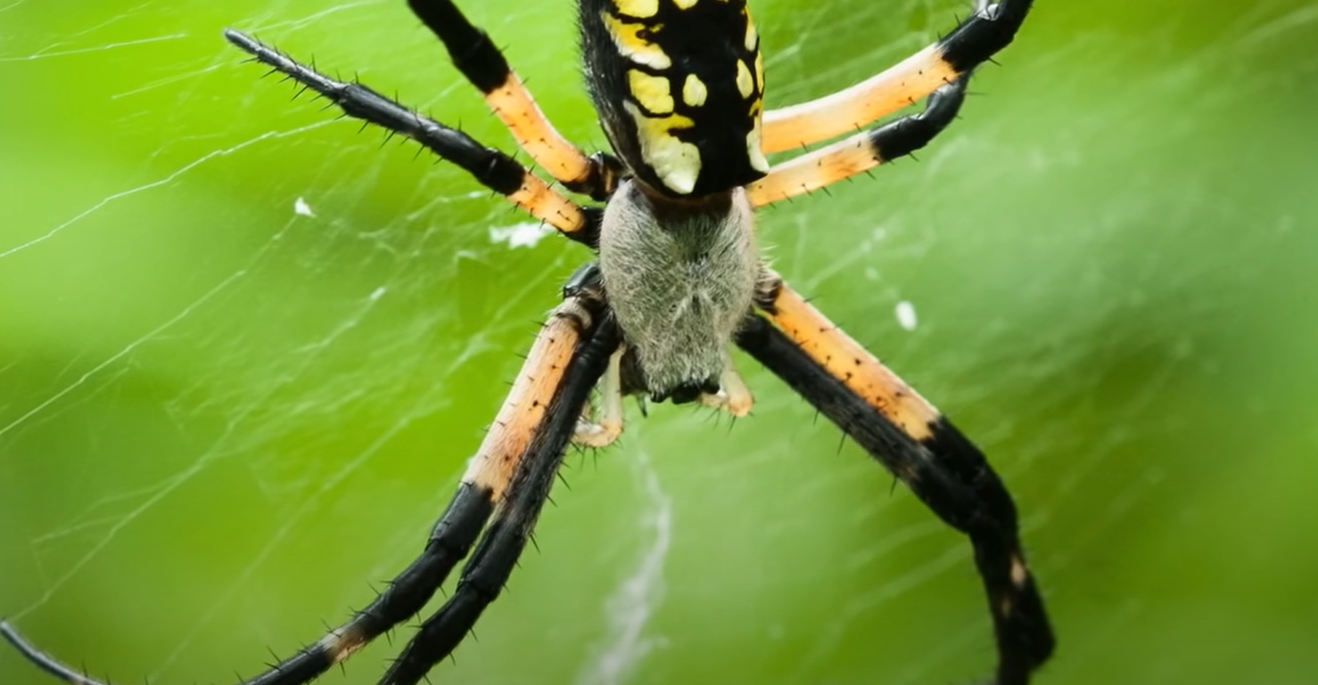 Are Garden Spiders Poisonous? - GardenProfy