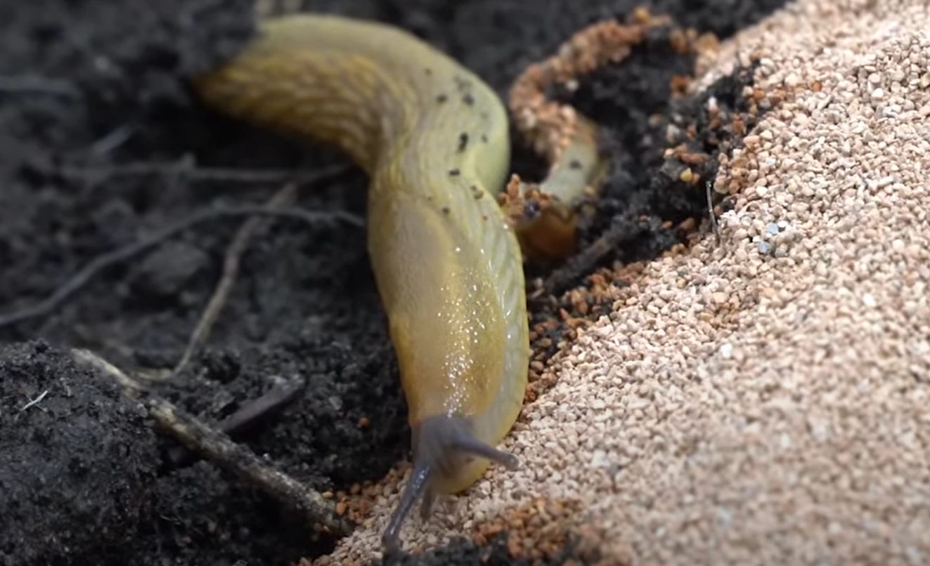 Are Slugs Good for the Garden? - GardenProfy