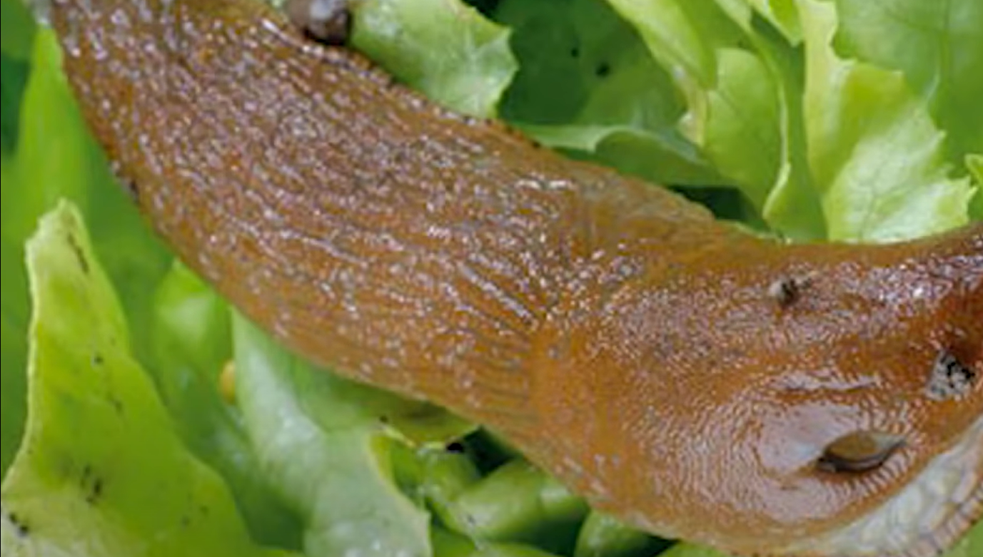 Are Slugs Good for the Garden? - GardenProfy