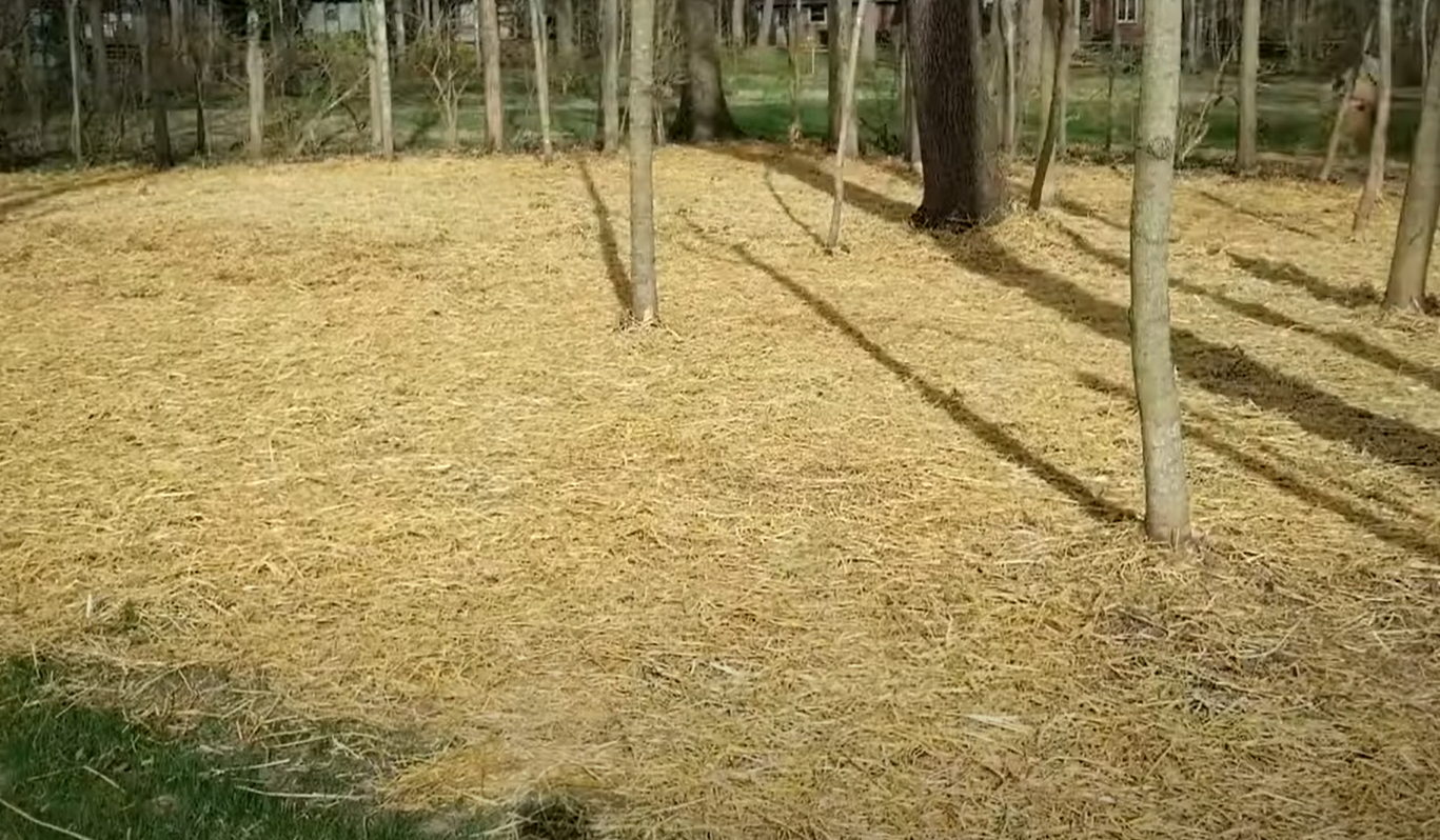 How to Clear a Wooded Backyard? - GardenProfy