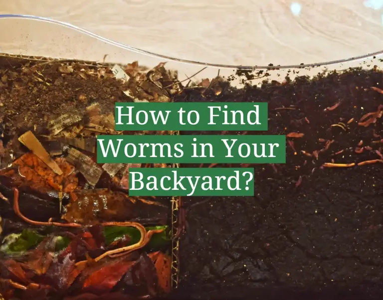 How to Find Worms in Your Backyard? - GardenProfy