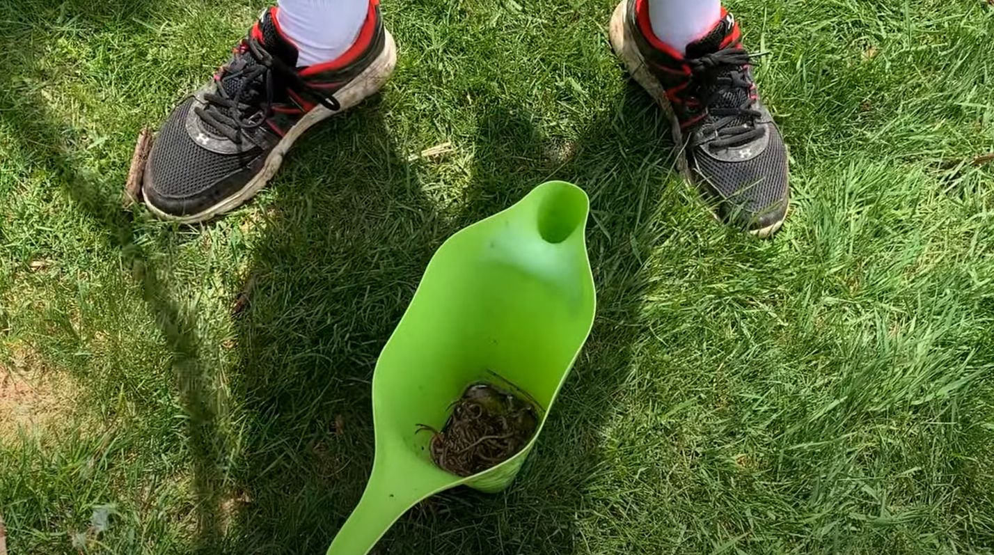 How to Find Worms in Your Backyard? - GardenProfy