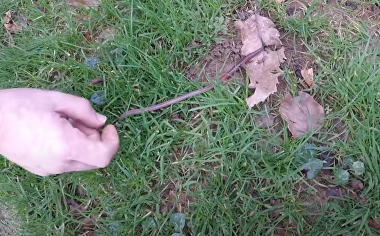 How to Find Worms in Your Backyard? - GardenProfy