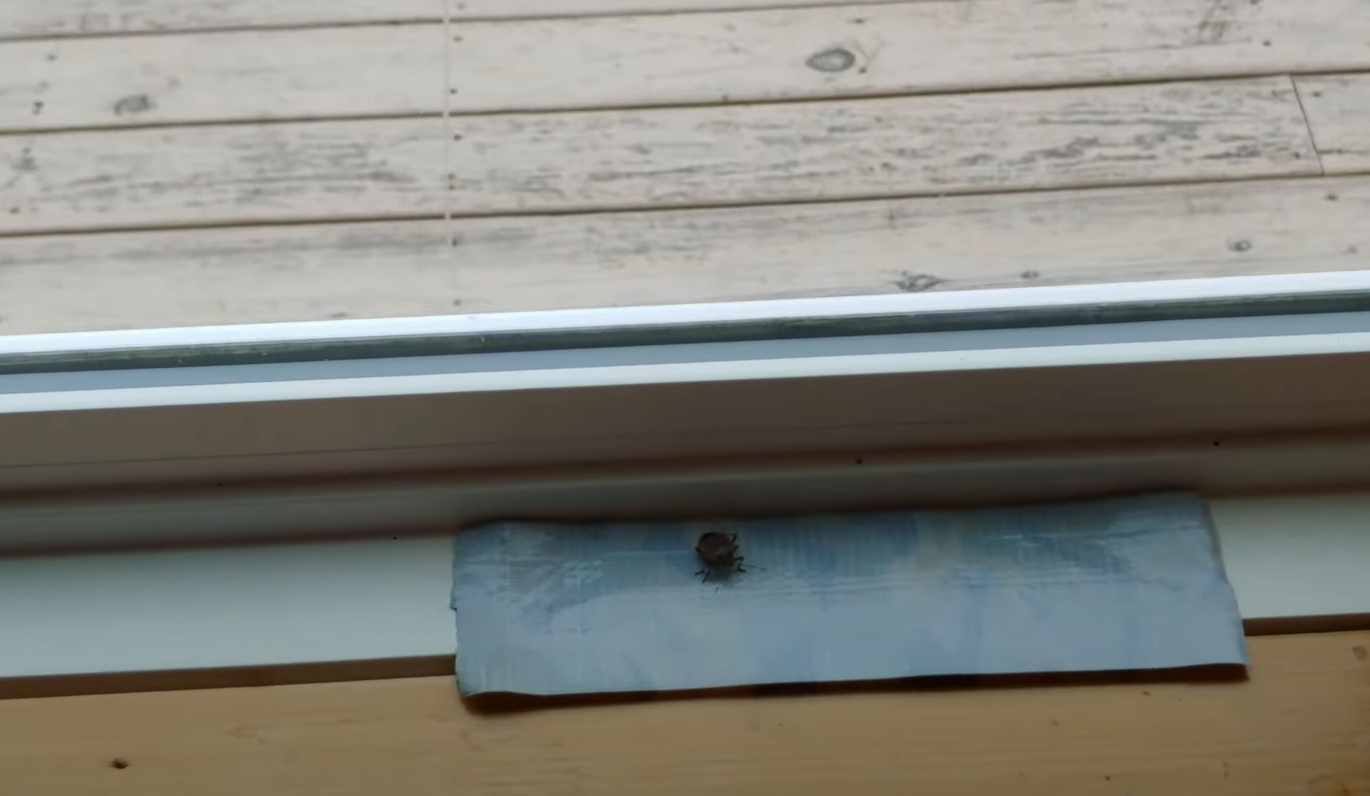 How to Get Rid of Stink Bugs in the Garden? - GardenProfy