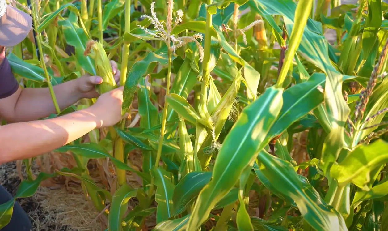 How to Grow Corn in a Small Garden? - GardenProfy