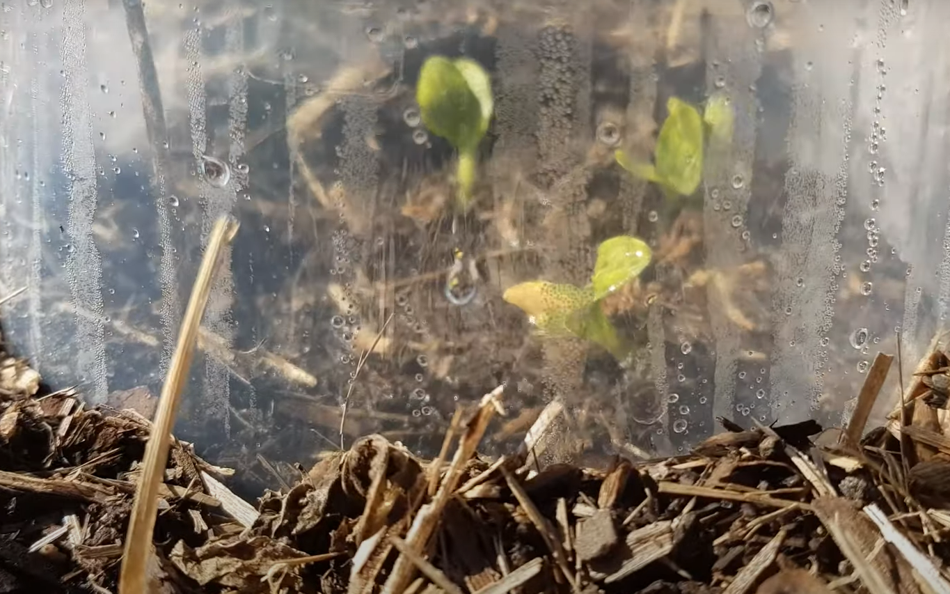 How to Keep Rats Out of the Garden? - GardenProfy