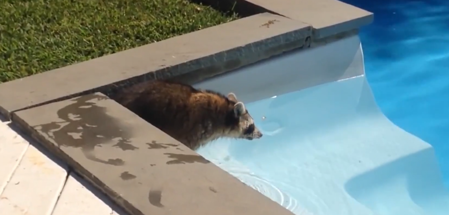 How to Stop Raccoons From Pooping in the Yard? - GardenProfy