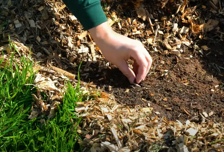 When to Till the Garden? - GardenProfy