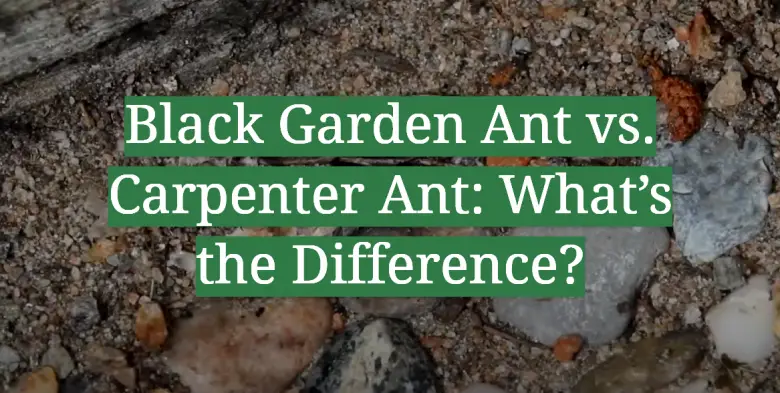 Black Garden Ant vs. Carpenter Ant: What’s the Difference? - GardenProfy