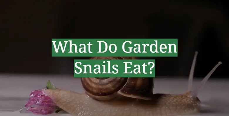What Do Garden Snails Eat? - GardenProfy