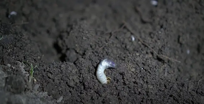How to Get Rid of Grubs in Vegetable Garden? - GardenProfy