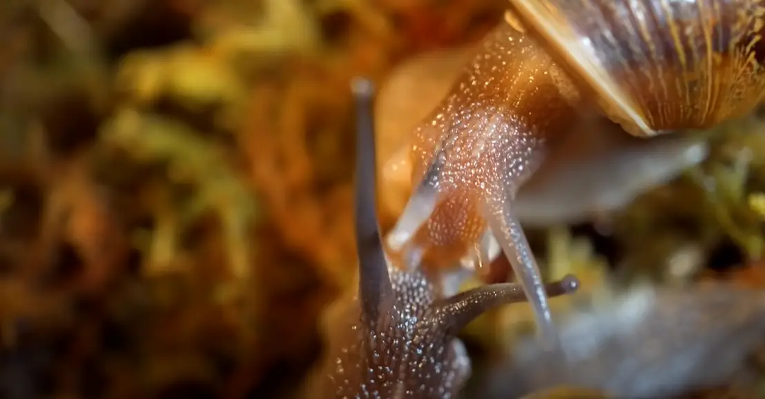How Long Does a Garden Snail Live? - GardenProfy