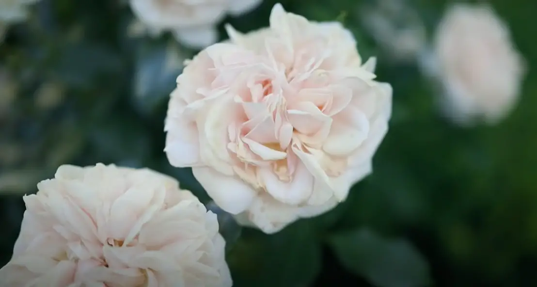 Garden Roses vs. Roses: What’s the Difference? - GardenProfy