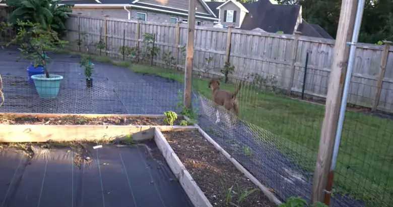 Vegetable Garden Fence Ideas - GardenProfy