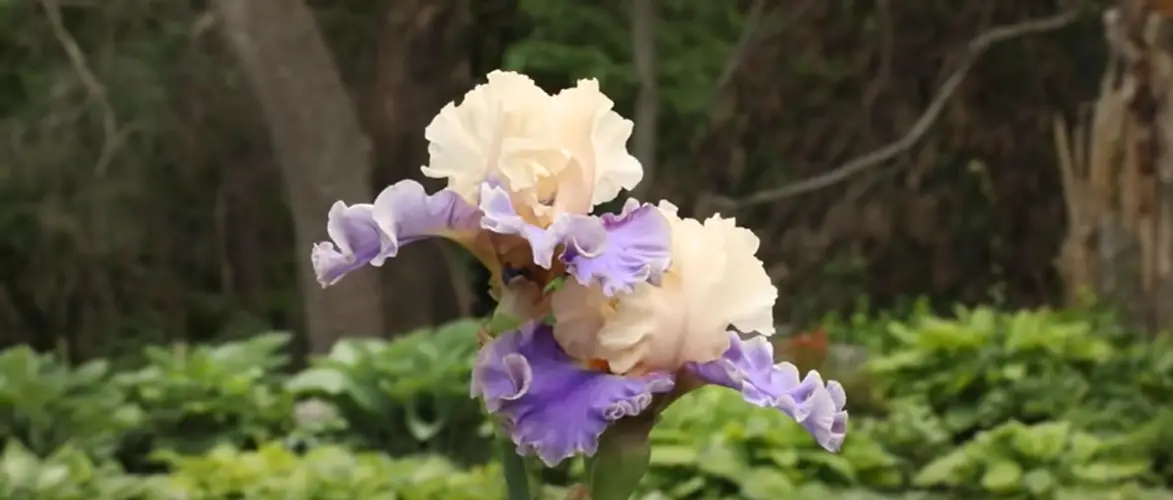 Peony Garden Design Ideas - GardenProfy