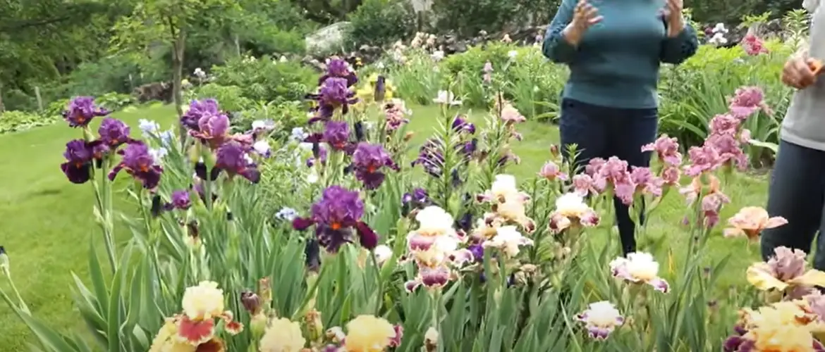 Peony Garden Design Ideas - GardenProfy