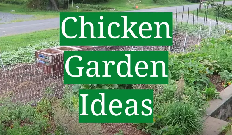 Chicken Garden Ideas - GardenProfy