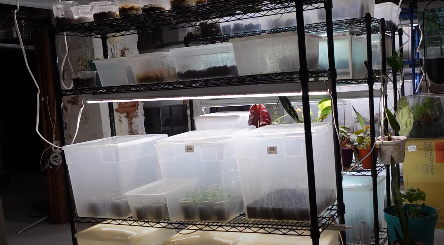 Basement Garden Ideas - GardenProfy