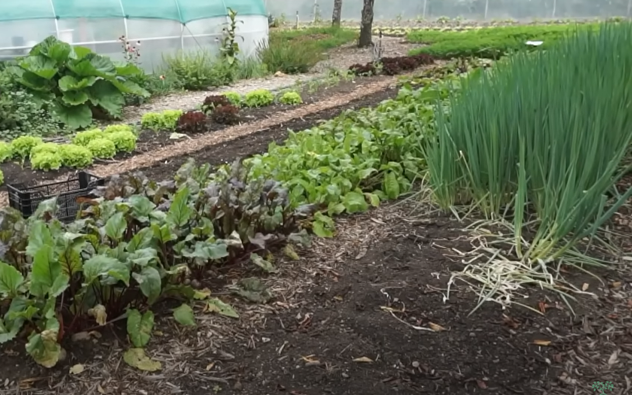 Homestead Garden Ideas - GardenProfy