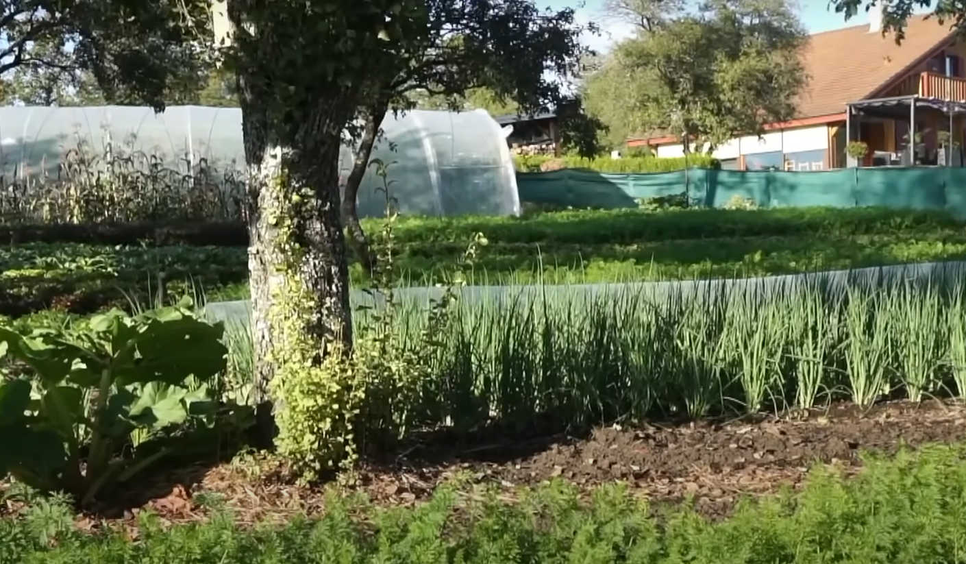 Homestead Garden Ideas - GardenProfy