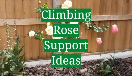 Climbing Rose Support Ideas - GardenProfy