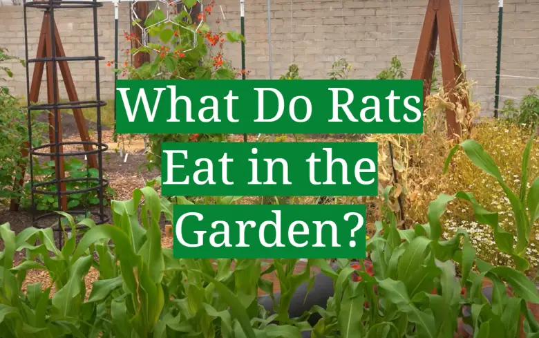 What Do Rats Eat in the Garden? - GardenProfy