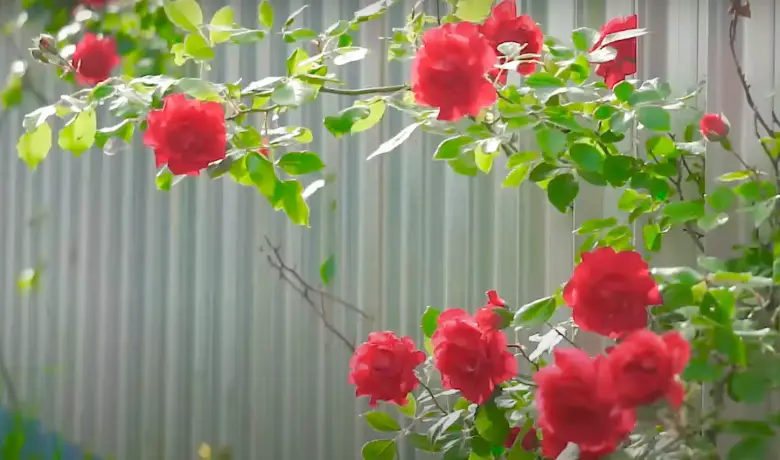 Climbing Rose Support Ideas - GardenProfy