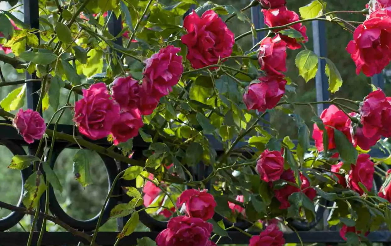 Climbing Rose Support Ideas - GardenProfy