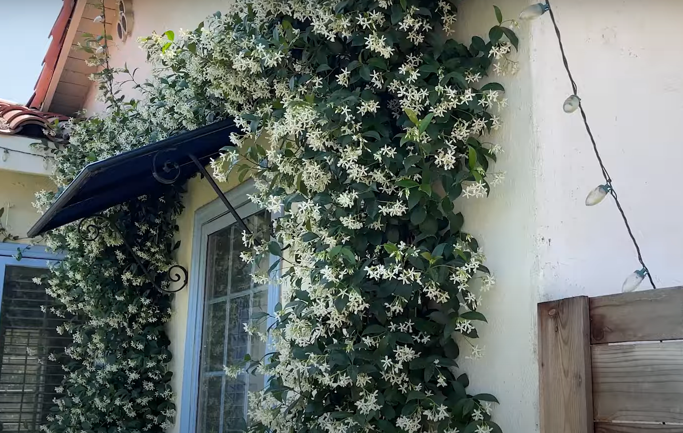 Jasmine Trellis Ideas - GardenProfy