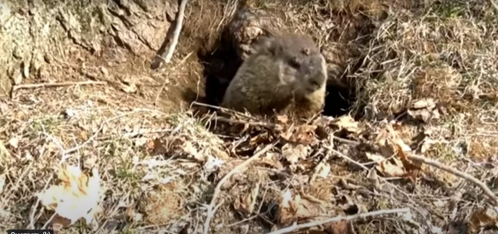 How to Get Rid of Groundhogs Under a Shed? - GardenProfy