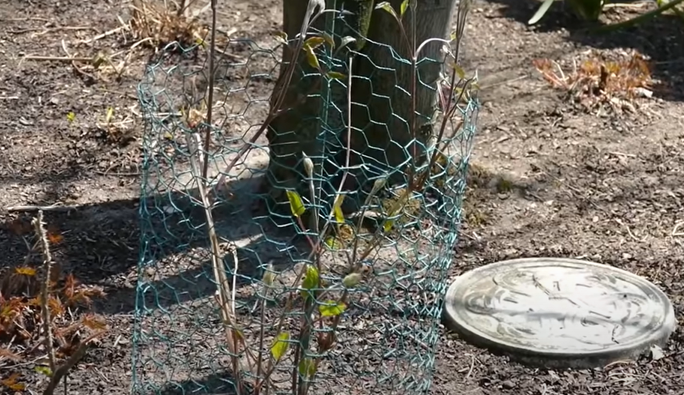 Wisteria Trellis Ideas - GardenProfy