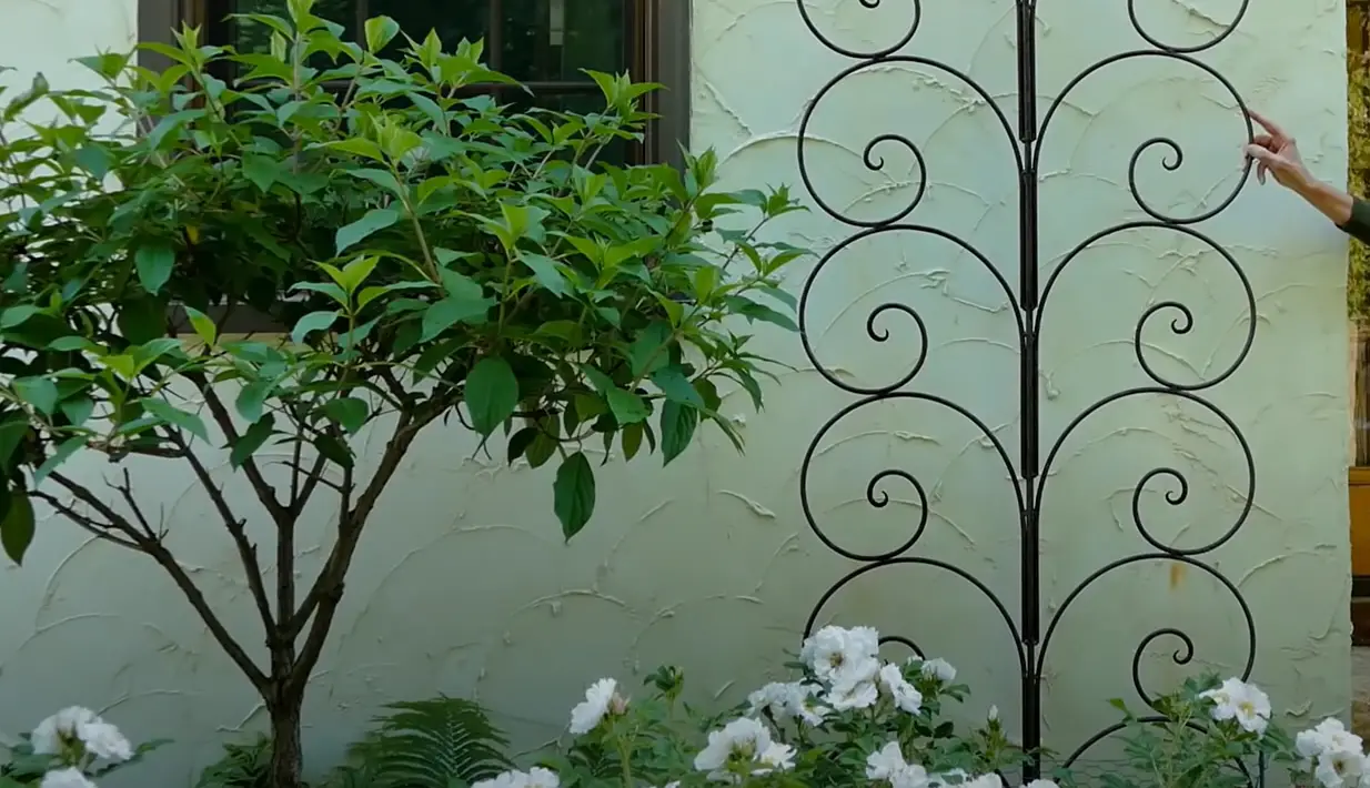 Wisteria Trellis Ideas - GardenProfy