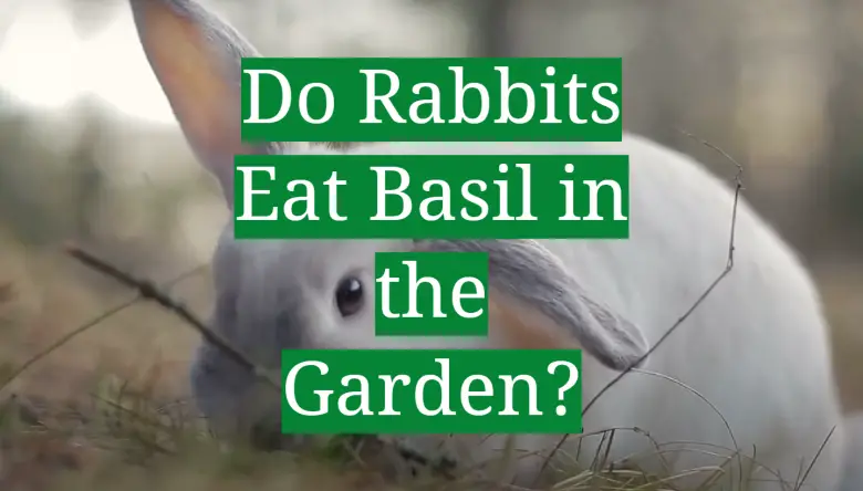 Do Rabbits Eat Basil in the Garden? - GardenProfy