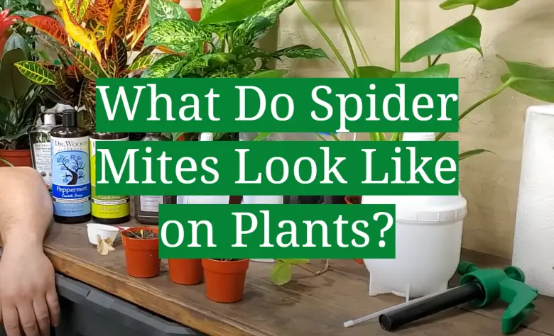 What Do Spider Mites Look Like on Plants? - GardenProfy