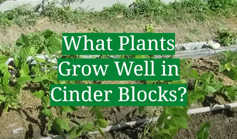 What Plants Grow Well in Cinder Blocks? - GardenProfy