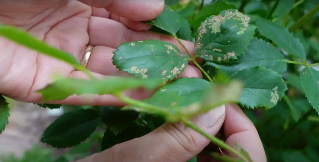 Rose Leaves Turning Yellow and Brown: What to Do? - GardenProfy