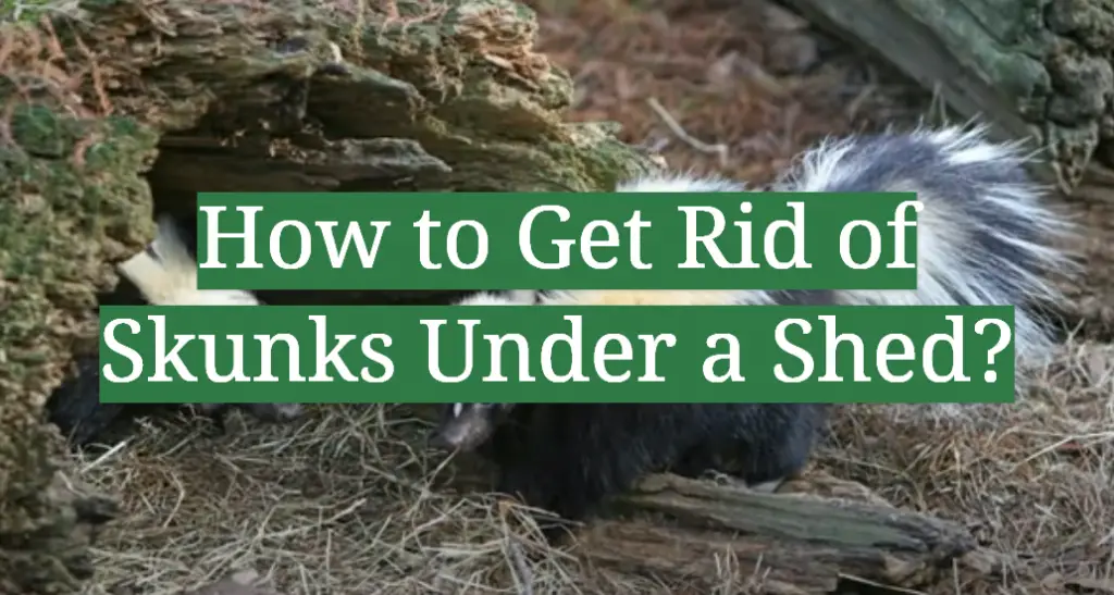 How to Get Rid of Skunks Under a Shed? - GardenProfy