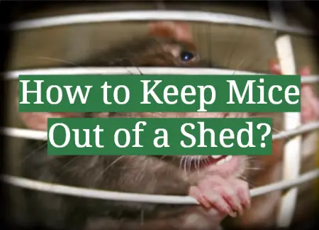 How to Keep Mice Out of a Shed? - GardenProfy