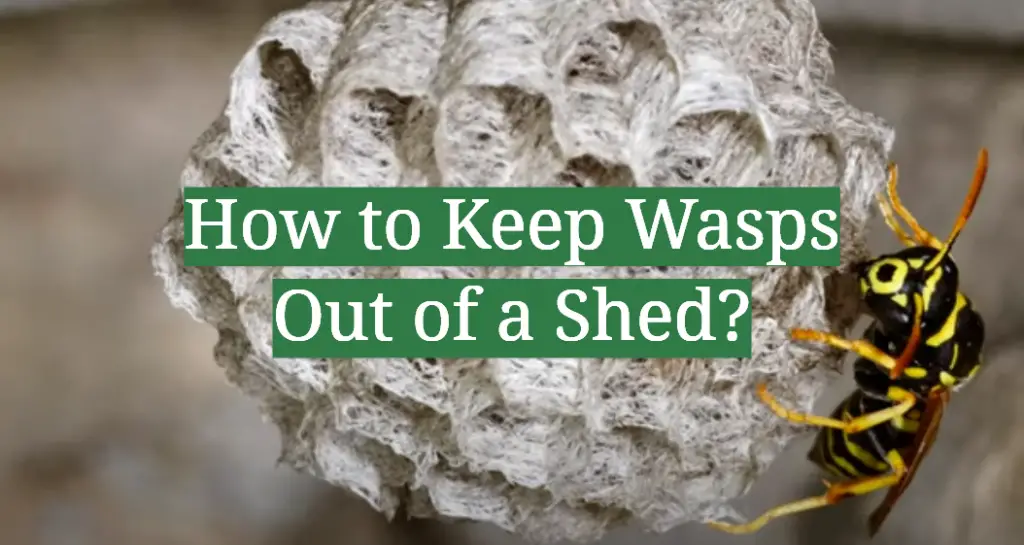 How to Keep Wasps Out of a Shed? - GardenProfy