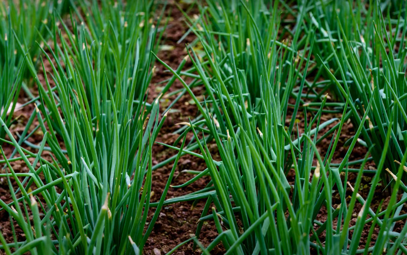 Plants That Deter Spiders - GardenProfy